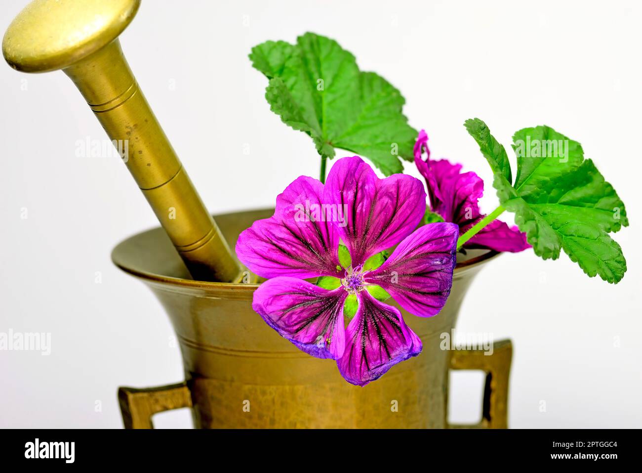 mallow, medicinal plant with flower in a mortar Stock Photo - Alamy