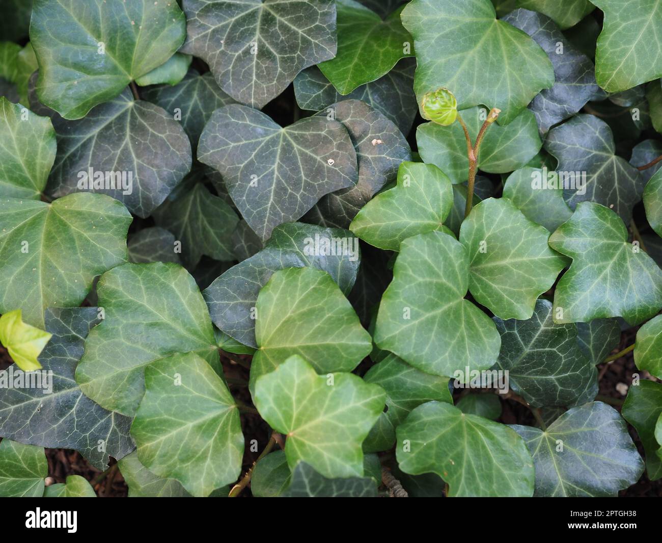 ivy scientific name Hedera plant useful as a background Stock Photo - Alamy
