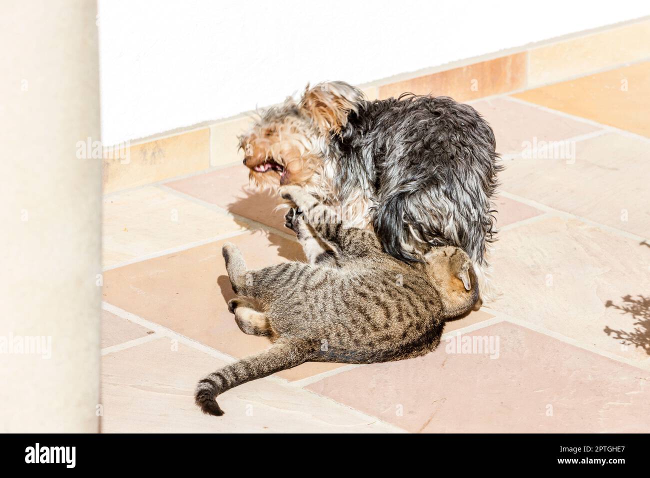 fight between cat and dog Stock Photo - Alamy