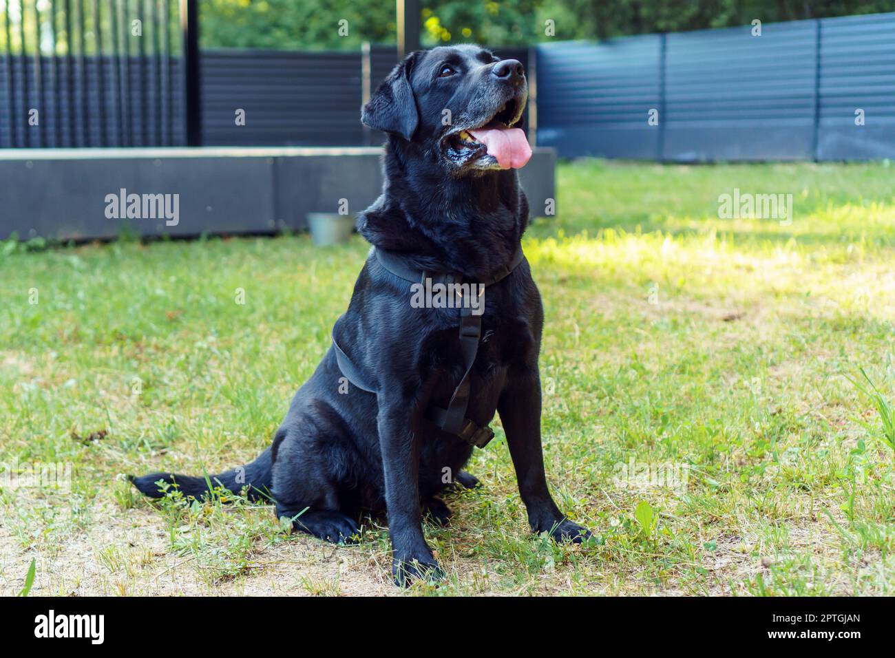 Black dog Labrador Retriever sits with his tongue out on green grass ...