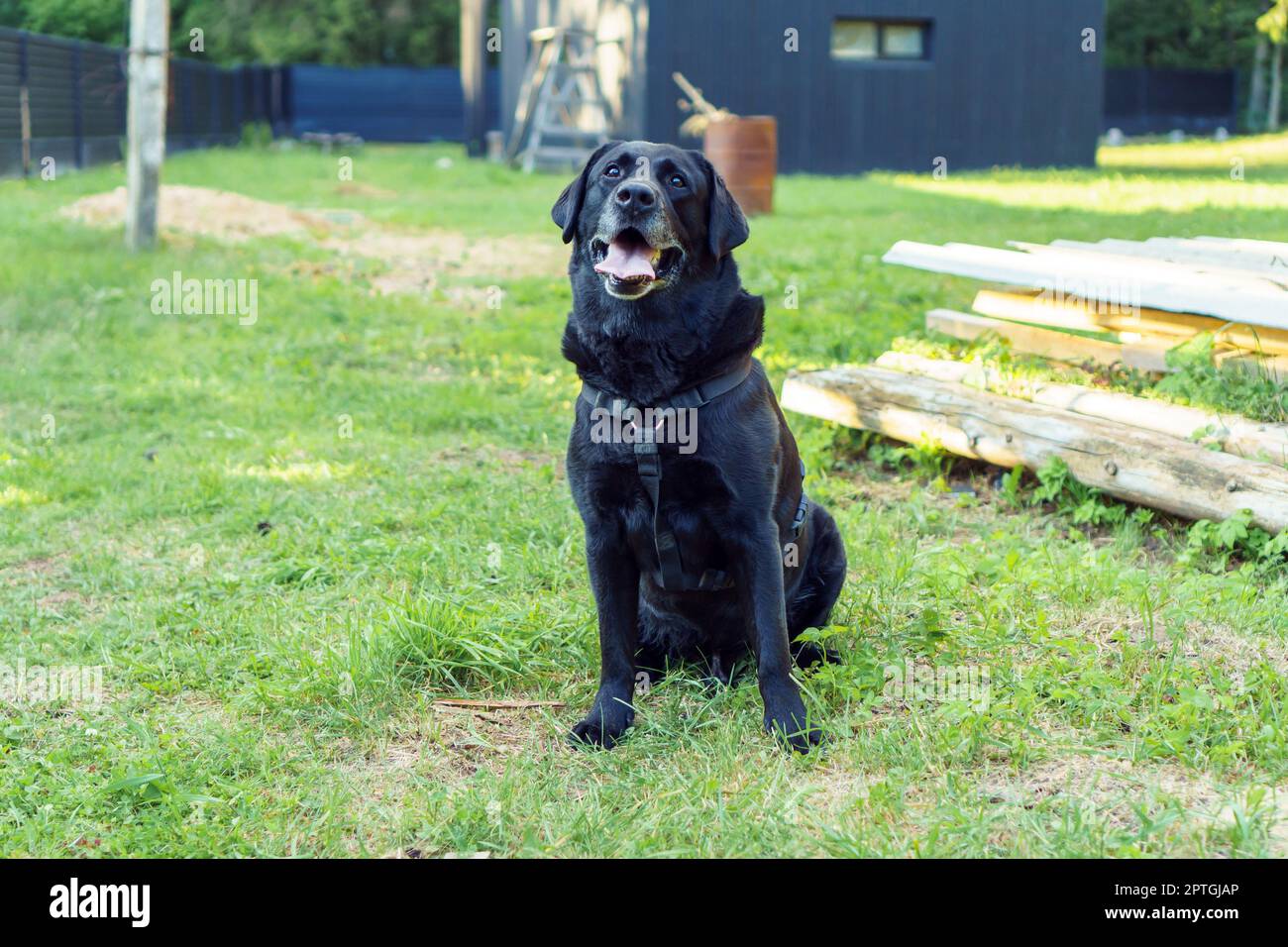 Black dog Labrador Retriever sits with his tongue out on green grass ...