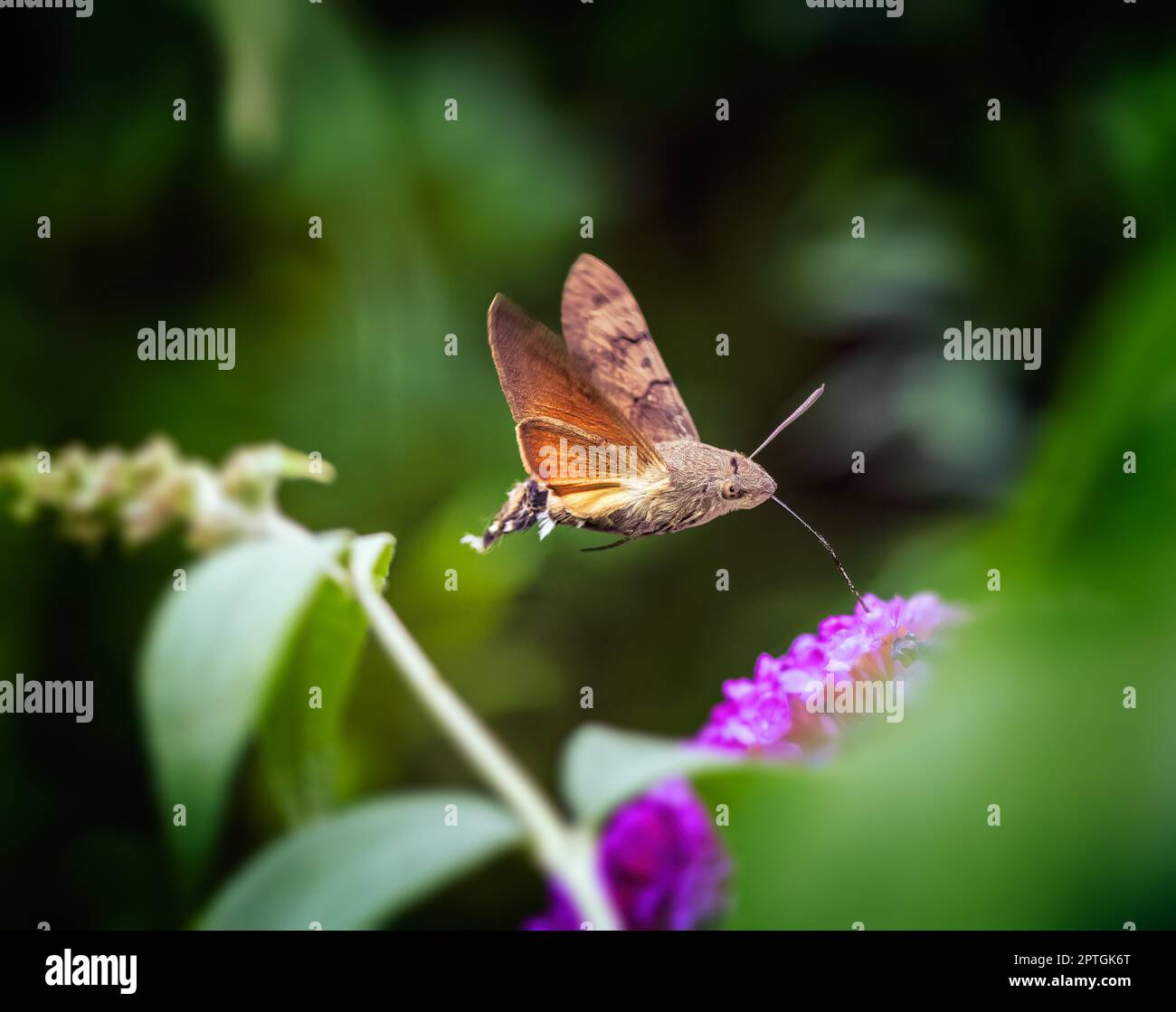 Hummingbird hawk-moth flying to a purple budleia flower Stock Photo - Alamy
