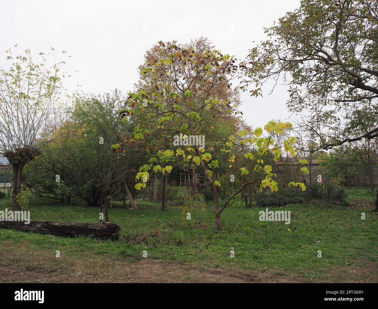 Indian bean tree scientific name Catalpa bignonioides Stock Photo - Alamy