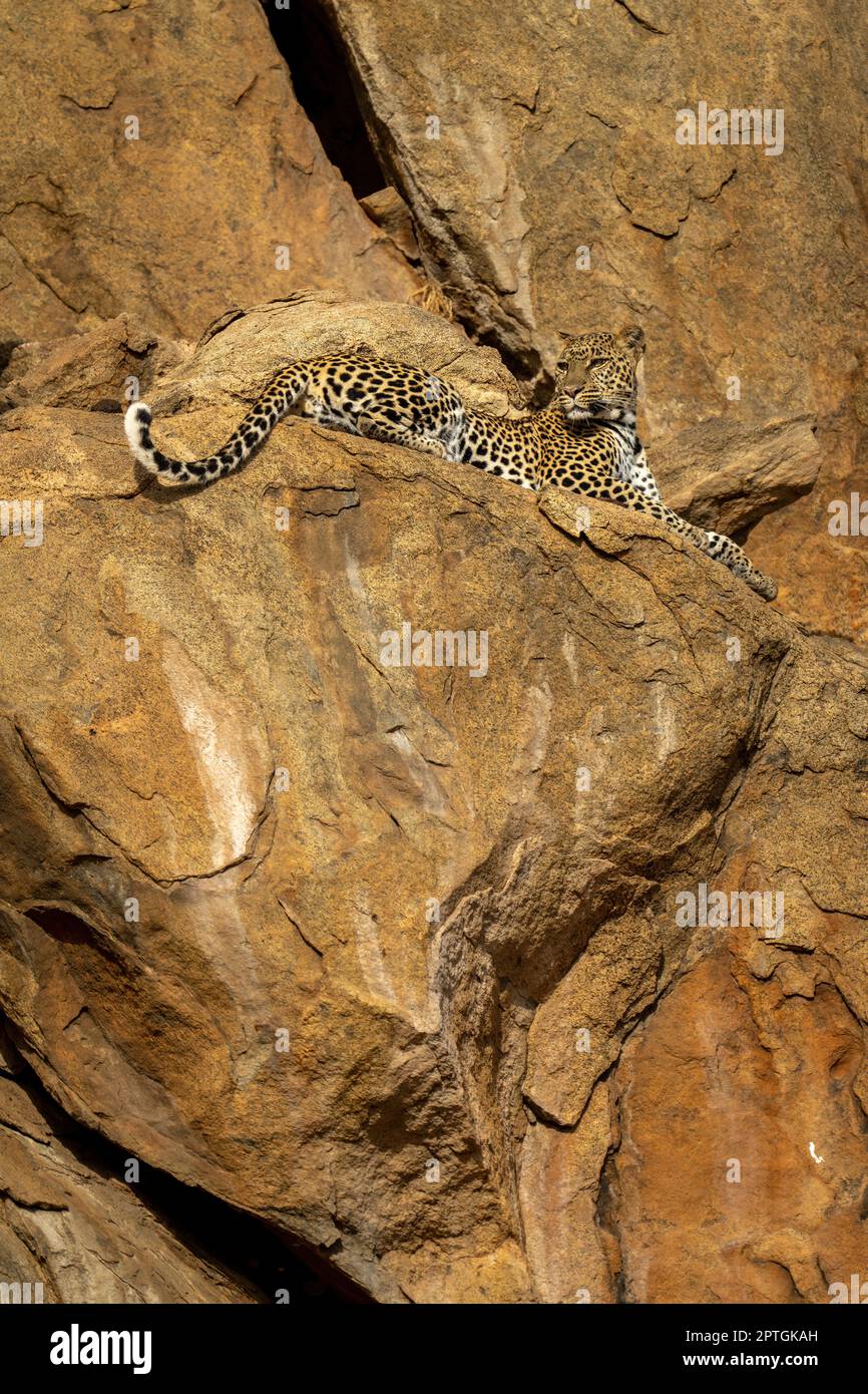 Leopard lies on rock ledge looking back Stock Photo - Alamy
