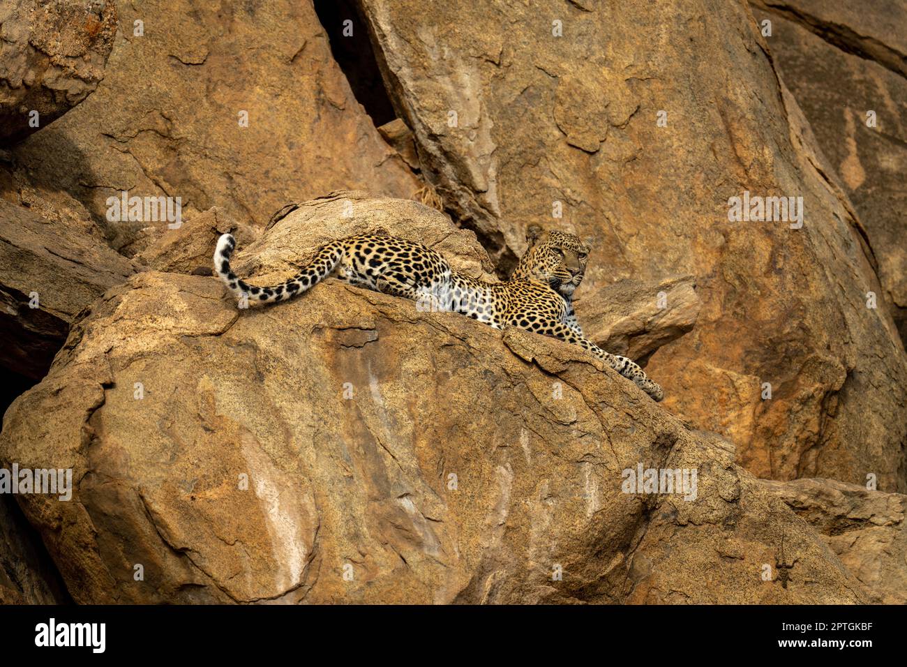 Leopard lies on rock ledge with catchlight Stock Photo - Alamy