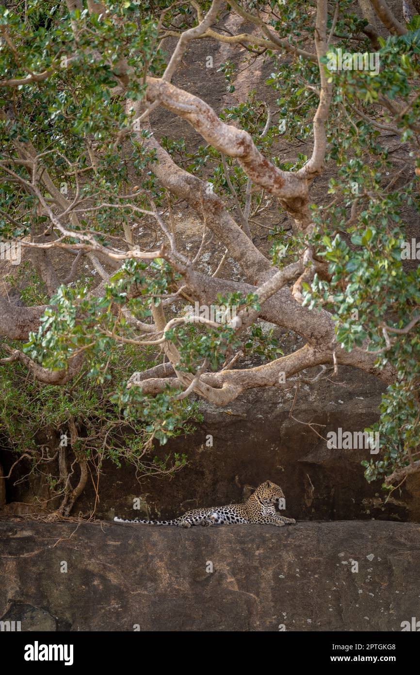 Leopard lies on rocky ledge under tree Stock Photo - Alamy