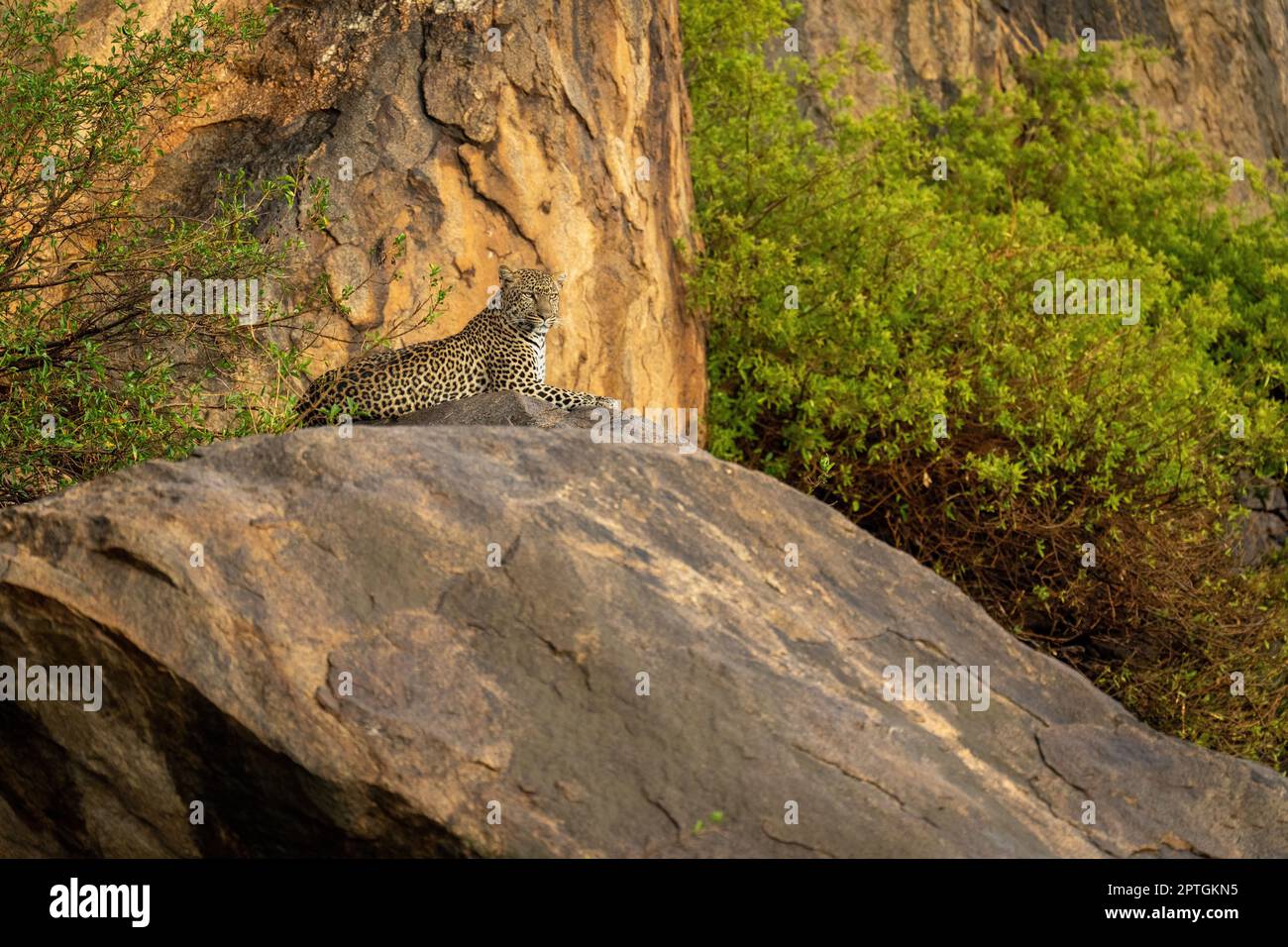 Leopard between trees hi-res stock photography and images - Alamy