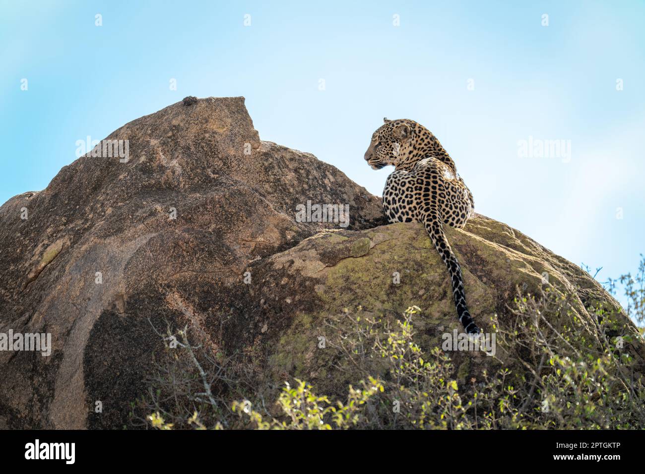 Leopard turning head hi-res stock photography and images - Alamy