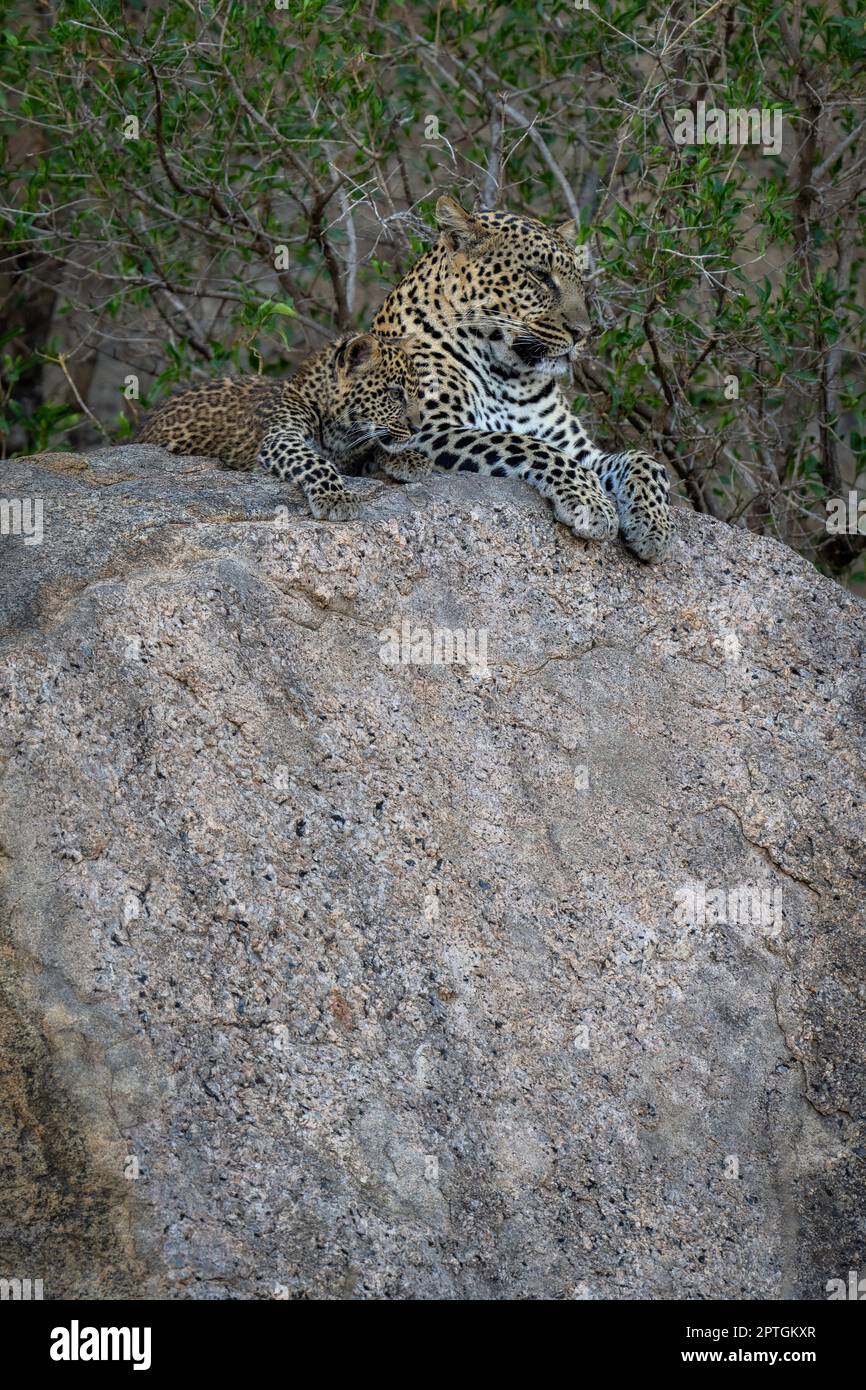 Shady plain hi-res stock photography and images - Alamy