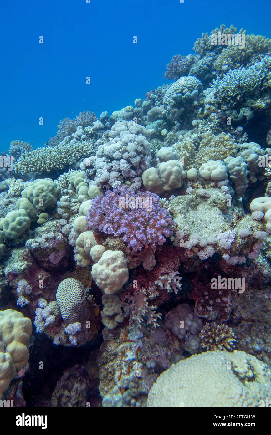 Types Of Hard Coral