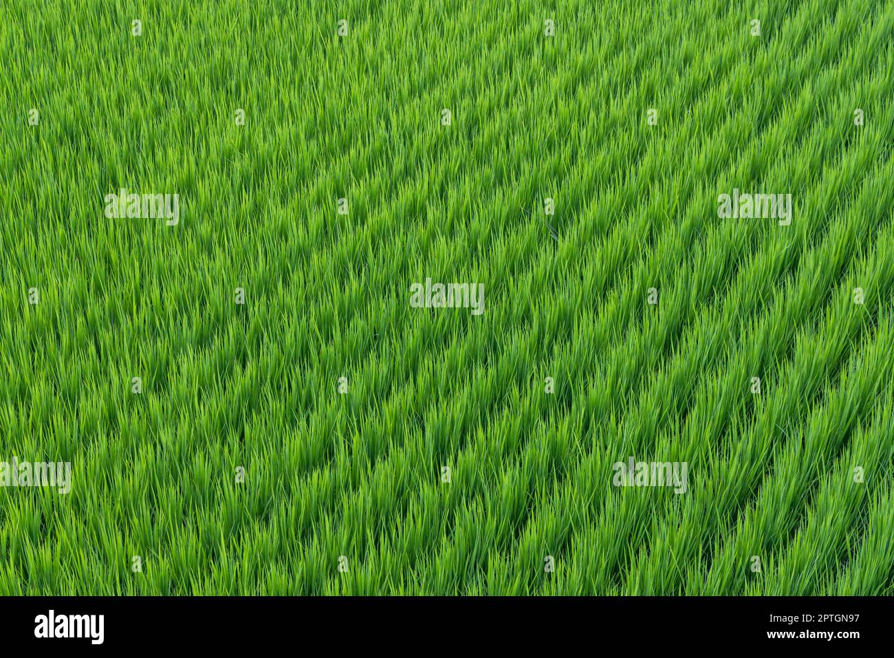 Fresh paddy rice field meadow Stock Photo - Alamy