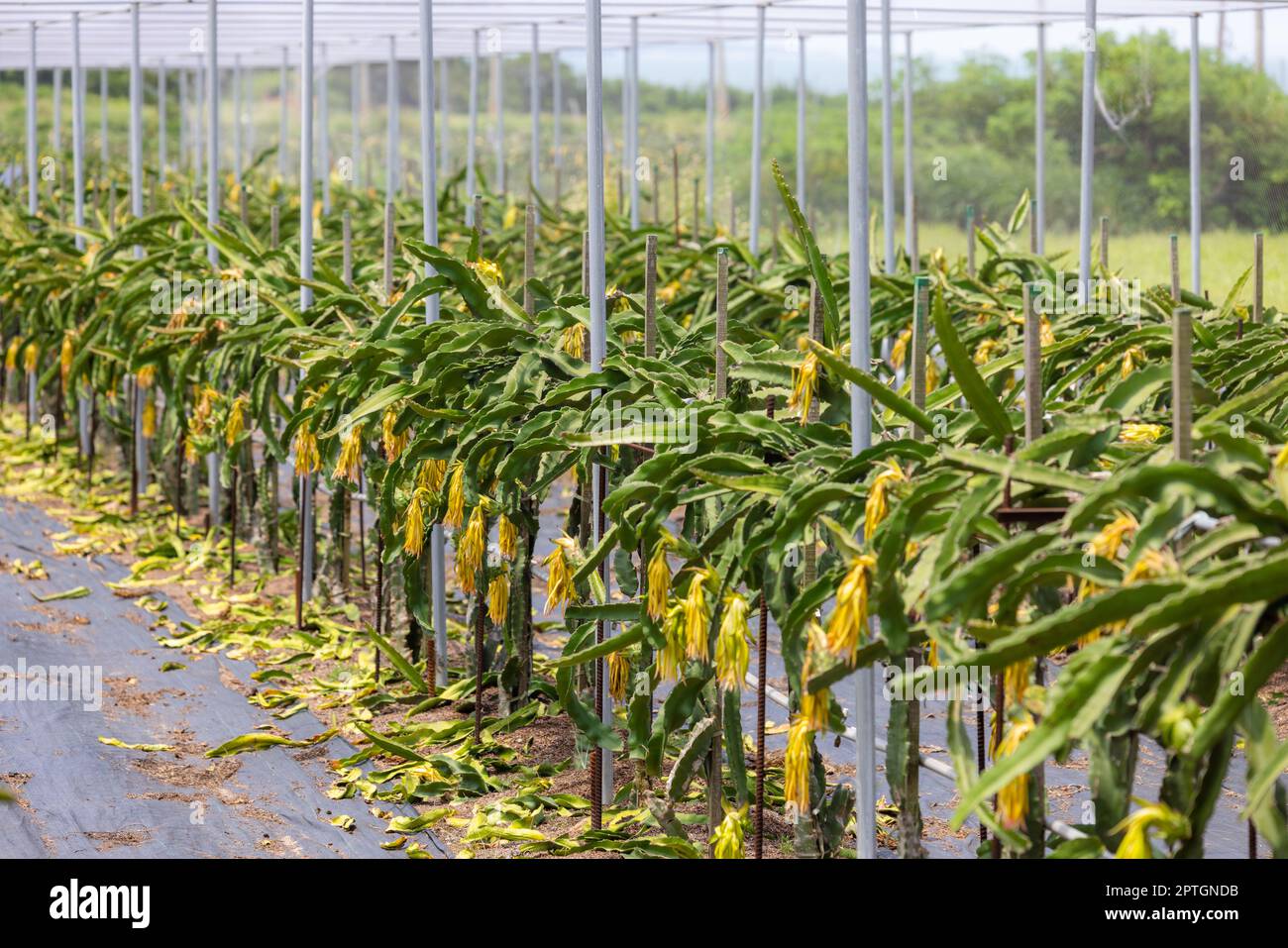 Dragon fruit field in green house Stock Photo - Alamy