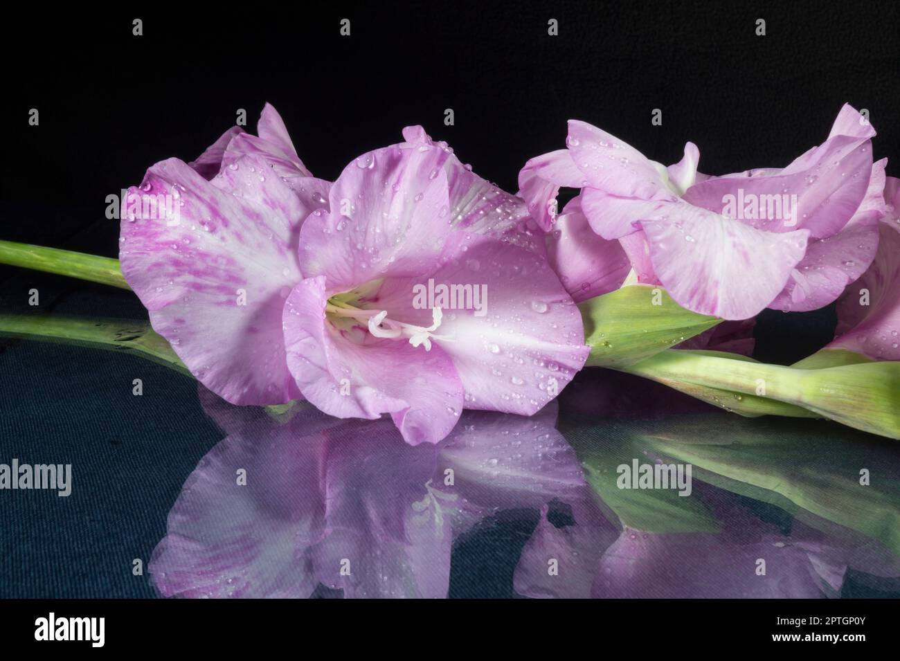 The Beautiful flower Gladiolus rests upon table with reflection. The ...