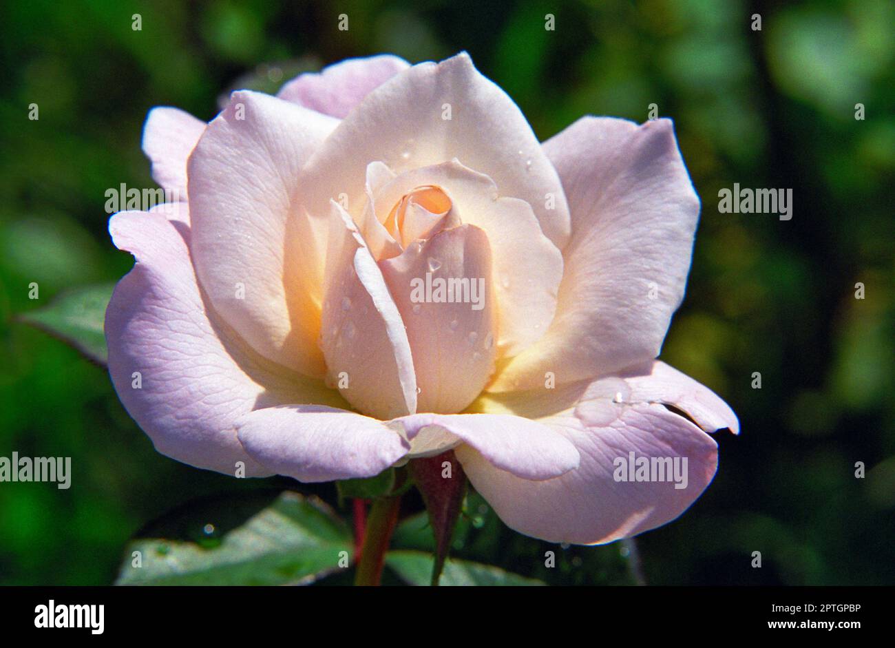 Rose pink promise hi-res stock photography and images - Alamy