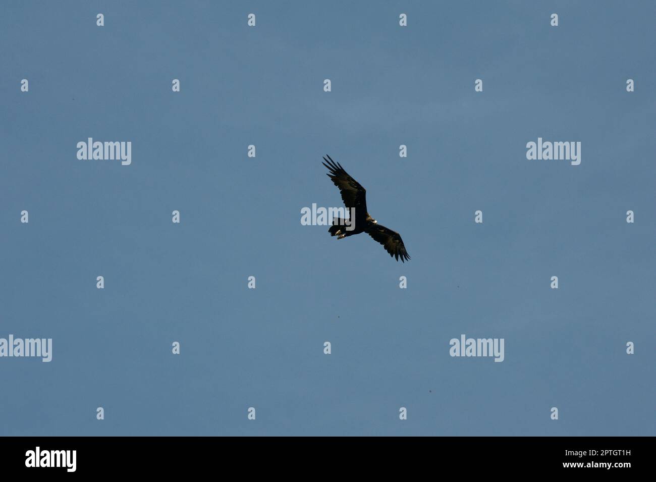 Wedge tail eagle silhouette hi-res stock photography and images - Alamy