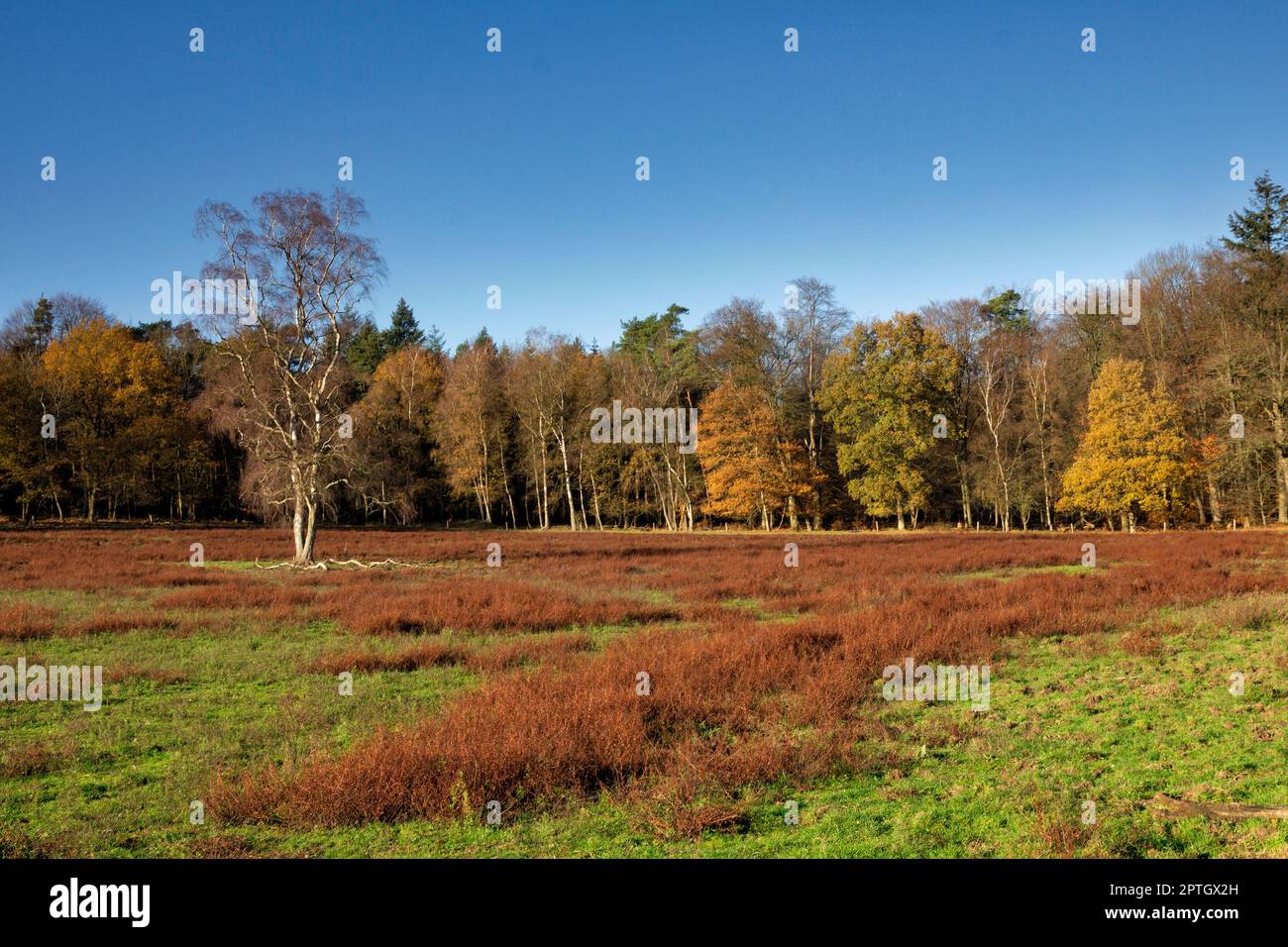 View over a field surrounded with autumn coloured trees in the Dutch ...