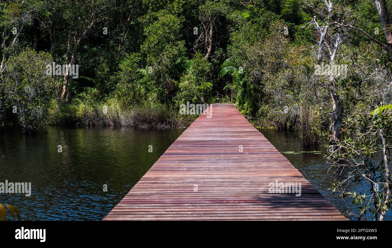 Wooden pathway in deep green forest lake. Beautiful wooden path trail ...