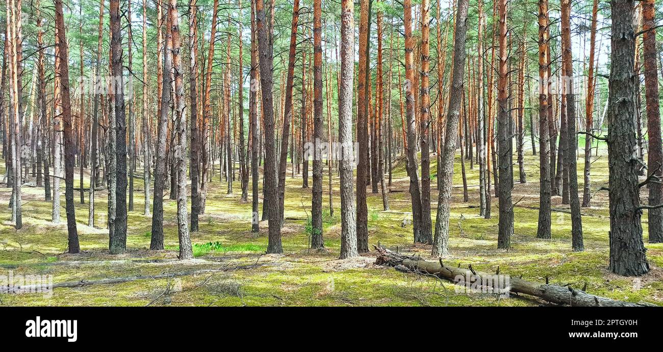 Panoramic view of the majestic evergreen forest in summer day. Mighty ...