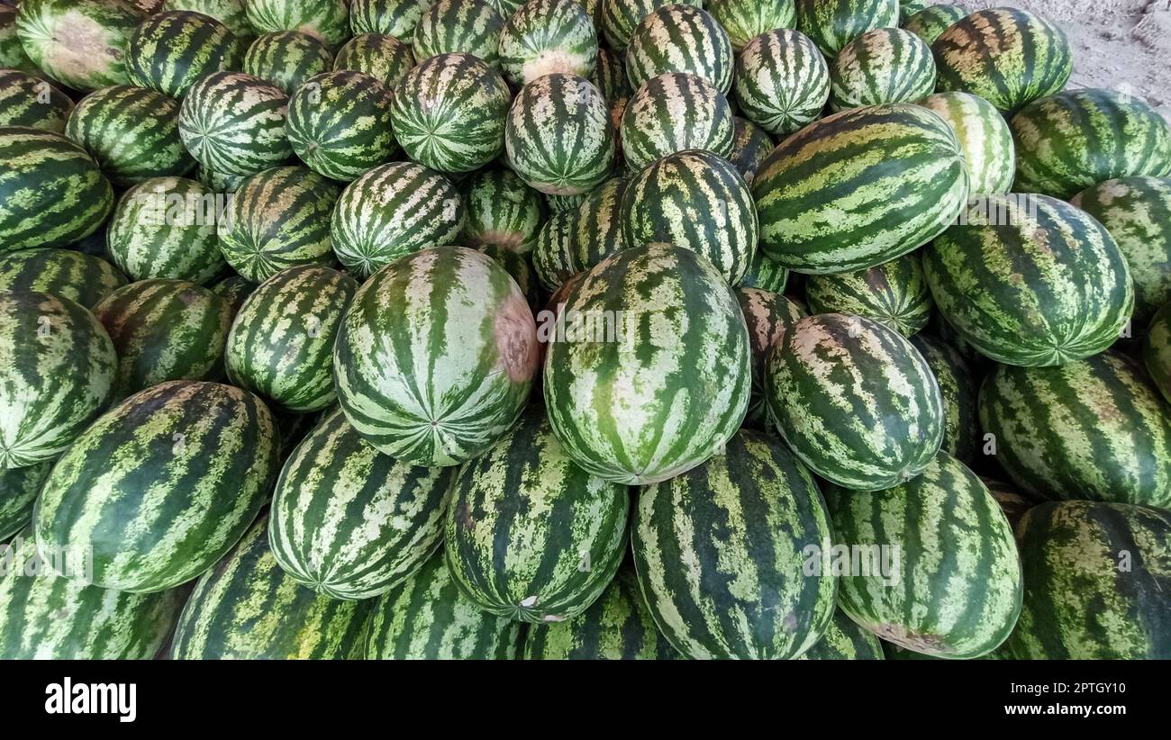 many watermelons on the market background. Pile of green watermelons on ...
