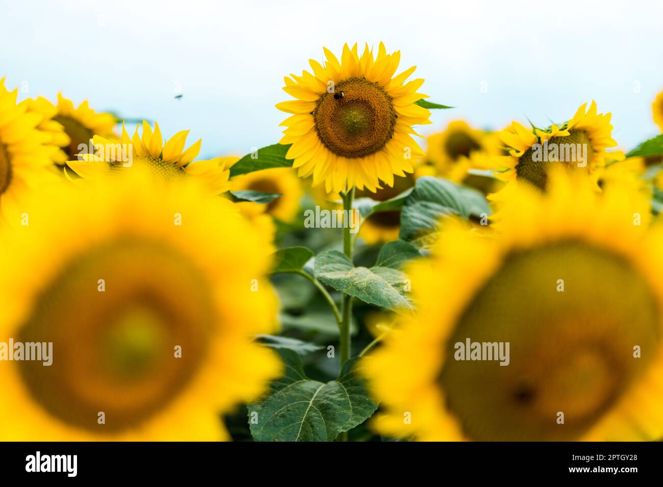 Standing out from the crowd concept. Wonderful panoramic view of field ...