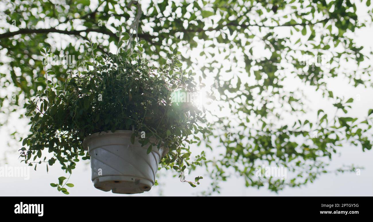 Sun flare light spot on hanging plant at balcony Stock Photo - Alamy