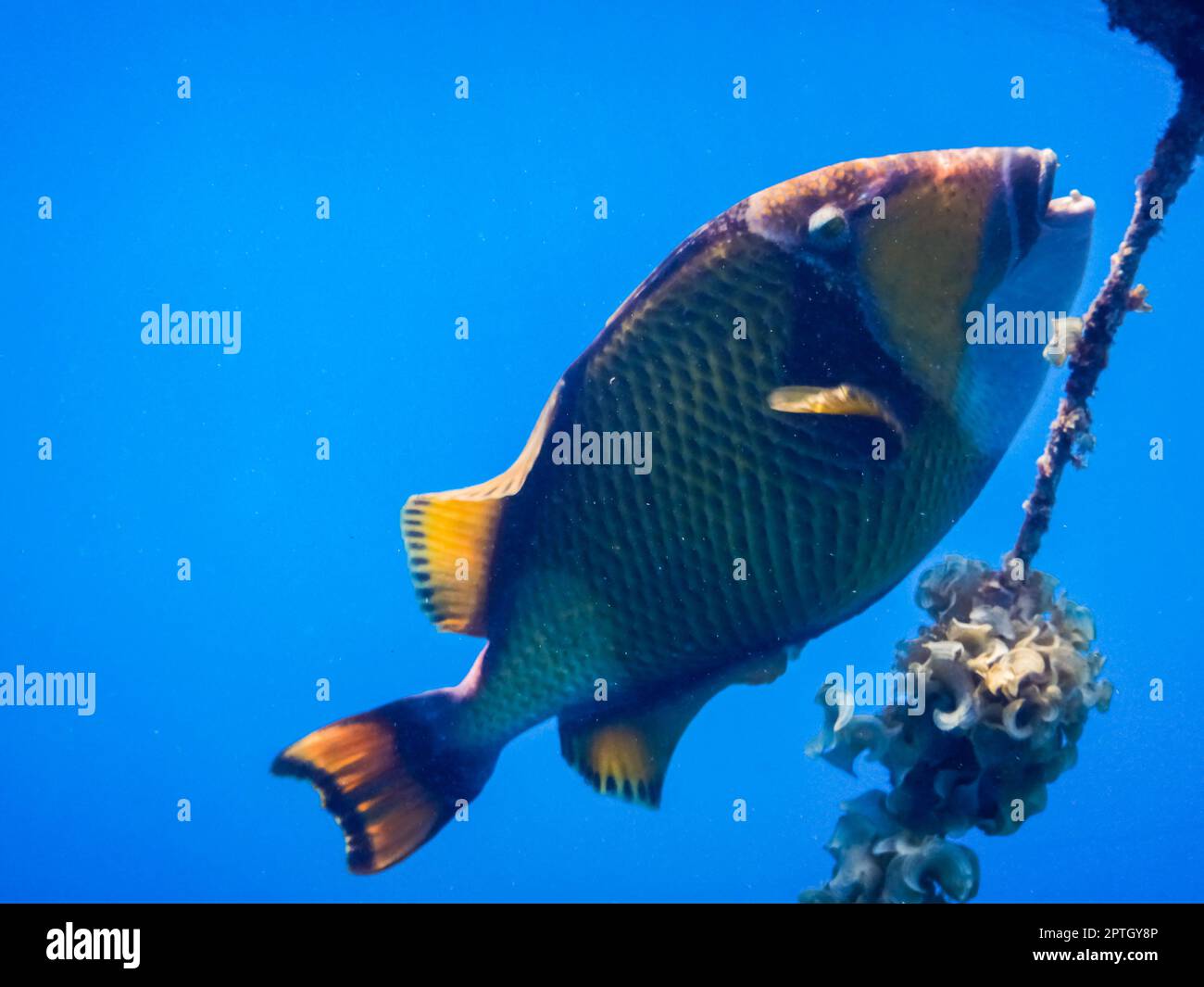 huge green triggerfish near a rope from a buoy in the red sea Stock ...