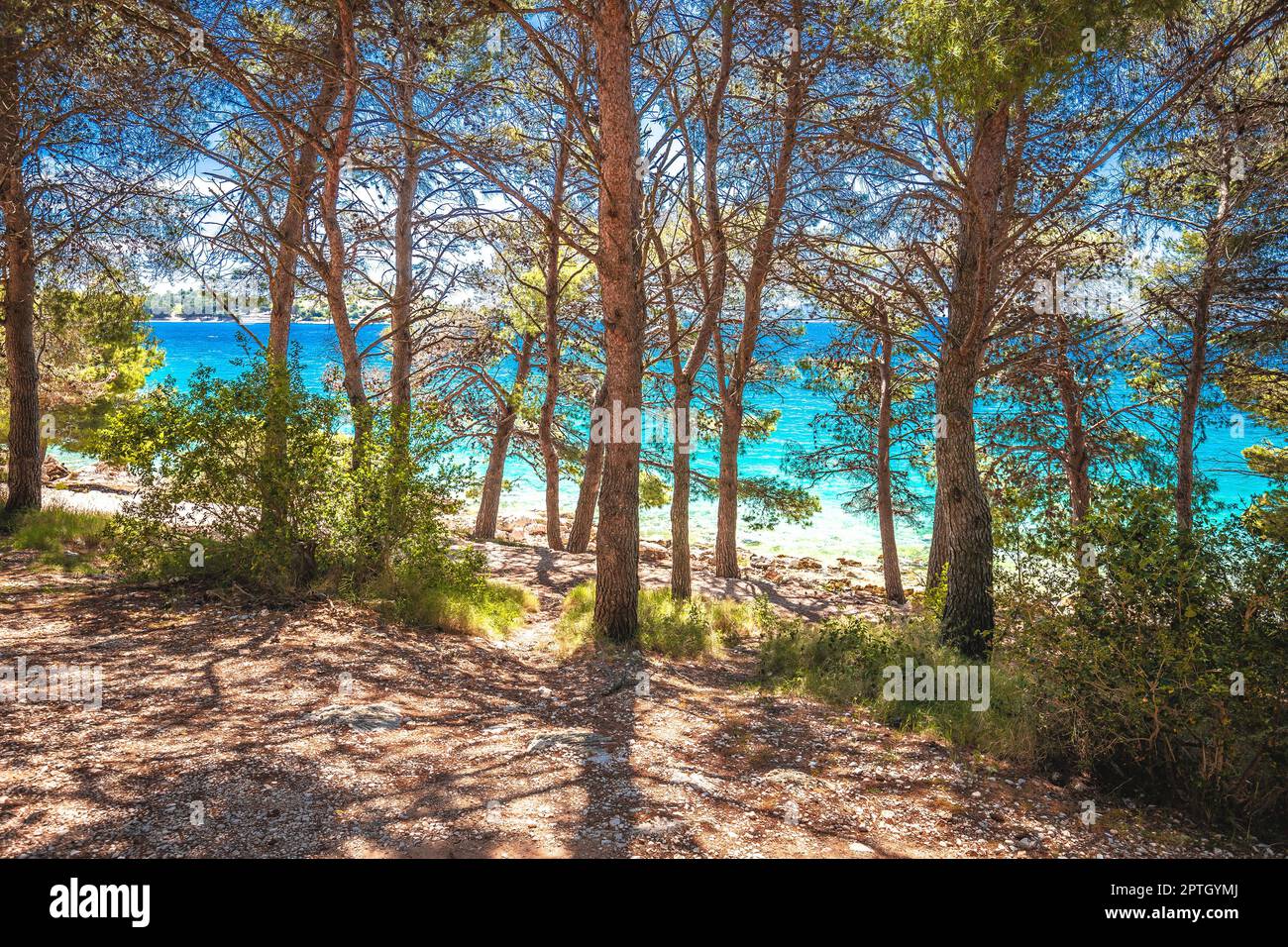 Idyllic turquoise beach view through pine trees in Zadar riviera ...