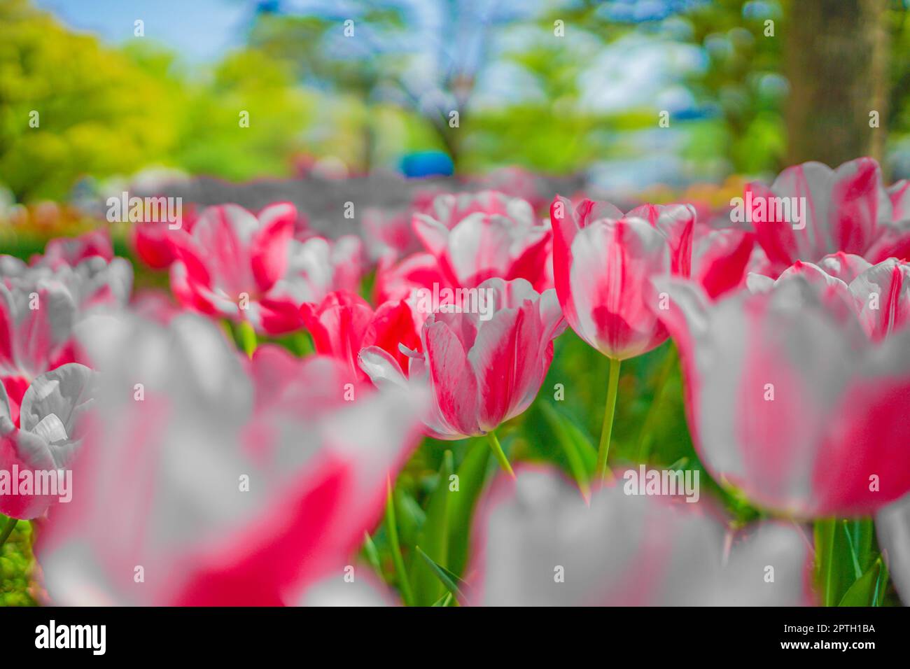 Fairy tale pink tulip hi-res stock photography and images - Alamy