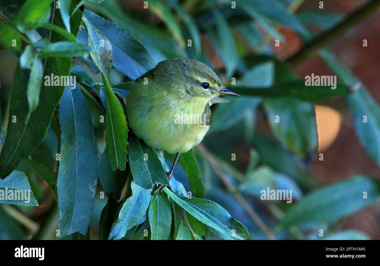 Willow warbler, Phylloscopus trochilus, during the migration southwards ...