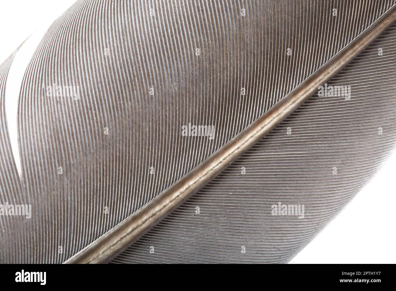 Feather of a bird closeup texture Stock Photo - Alamy