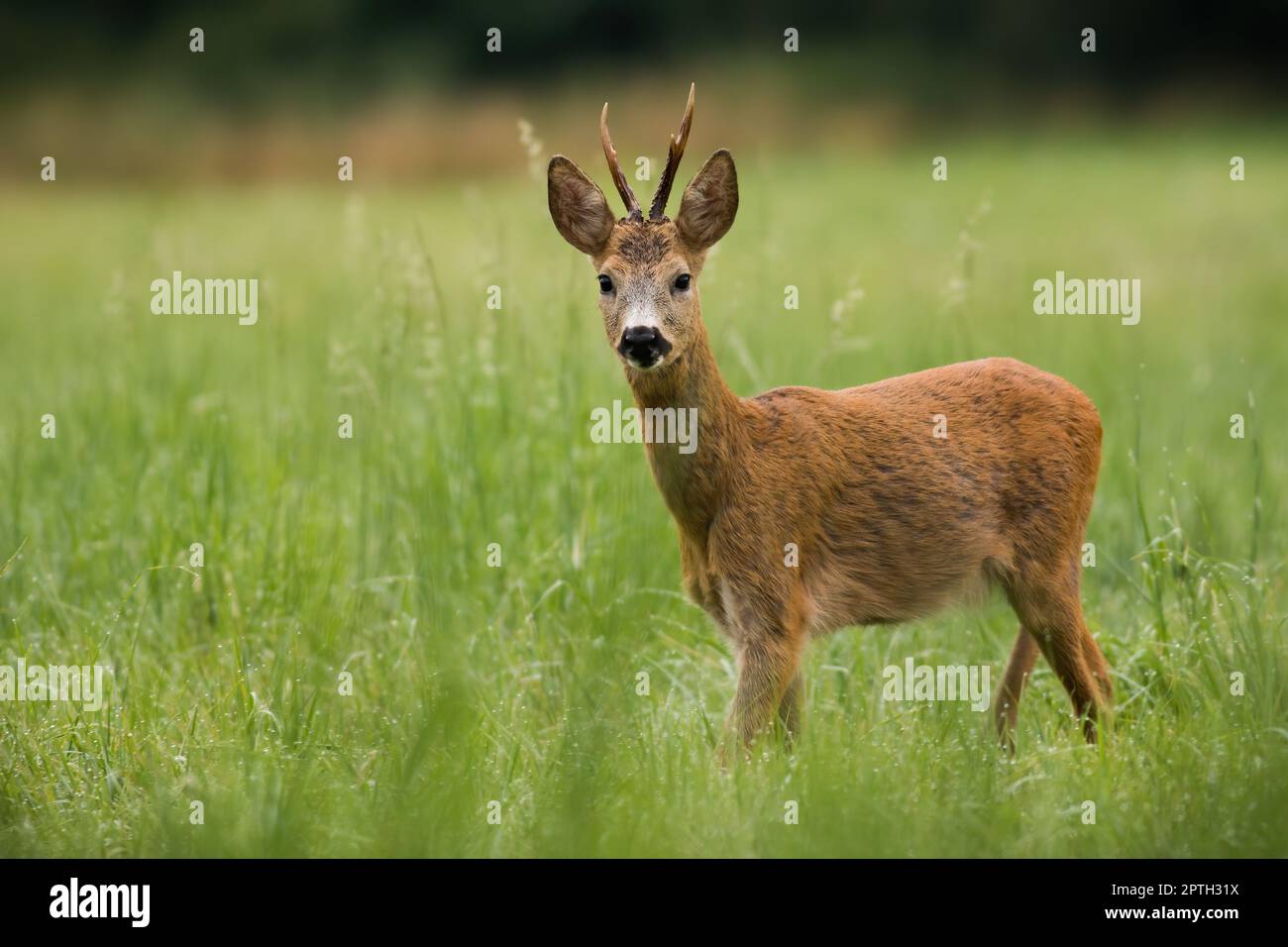 Roe deer, capreolus capreolus, buck looking attentively on a meadow ...