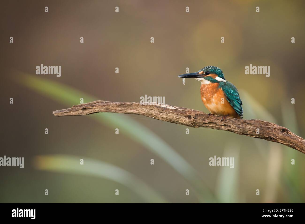Common kingfisher, alcedo atthis, holding a tiny fish in a beak on a ...