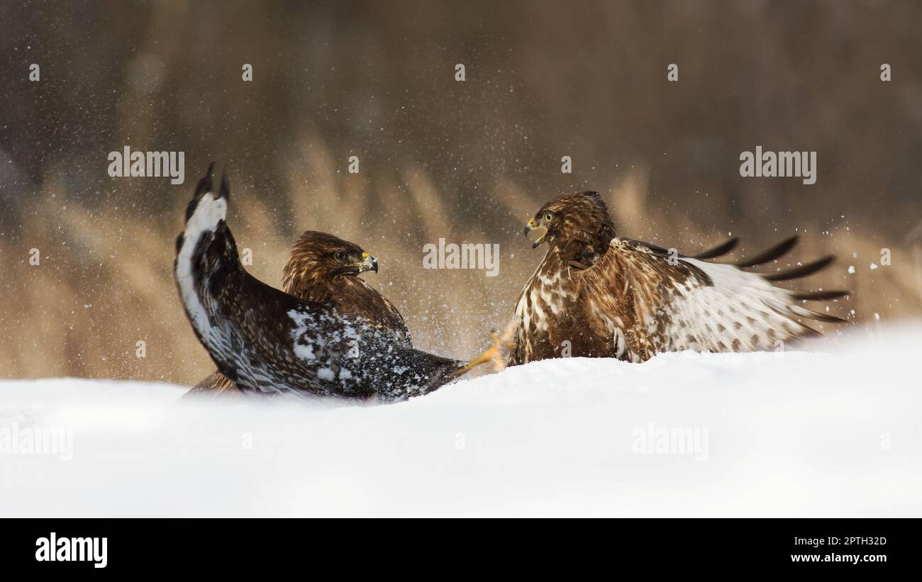 Two common buzzard, buteo buteo, fighting on snow in winter nature ...