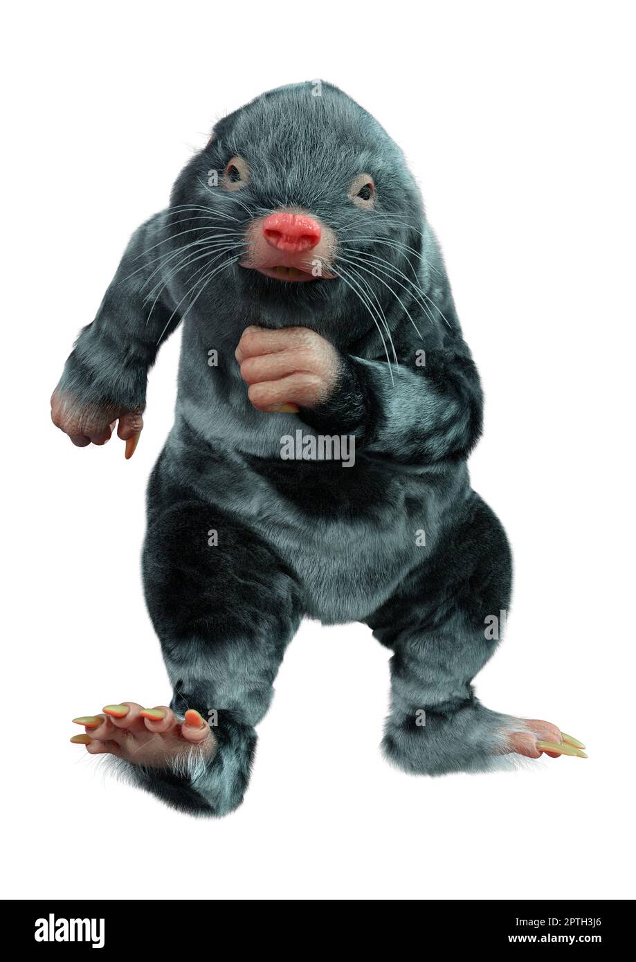 3D rendering of a mole animal isolated on white background Stock Photo ...