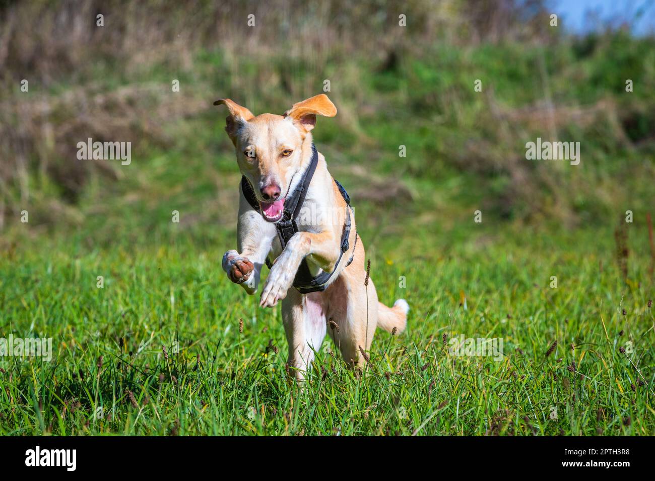 dog runs at full speed on a meadow Stock Photo - Alamy