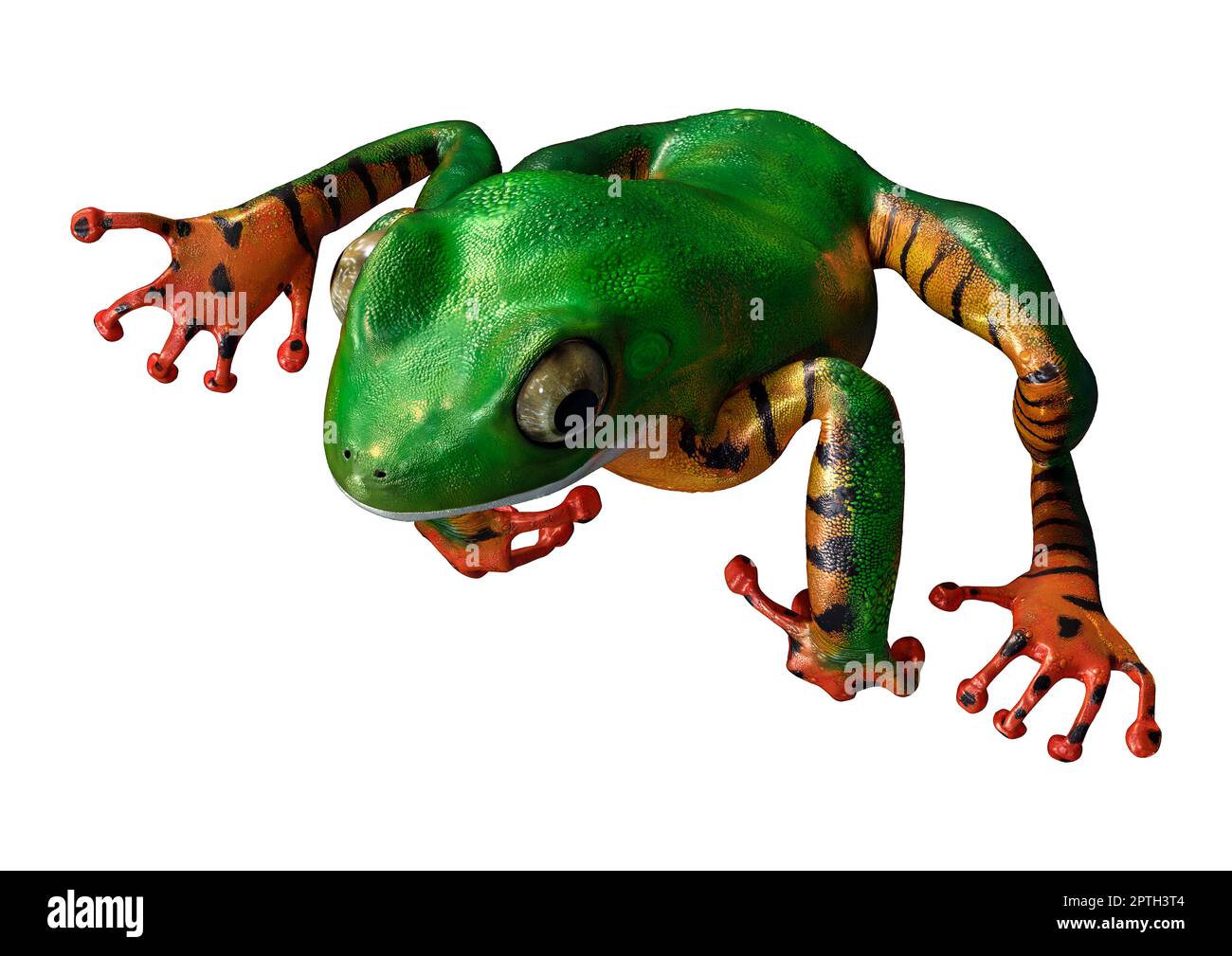 3D rendering of an Amazon tree frog isolated on white background Stock ...