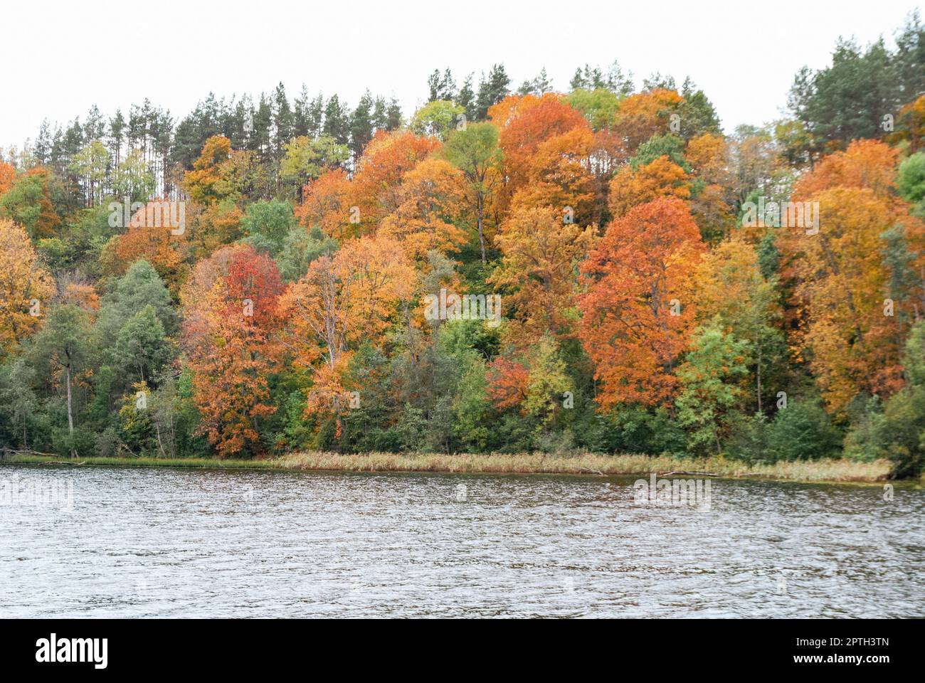 Autumn landscape with colorful trees on the background of Lake Asveja ...