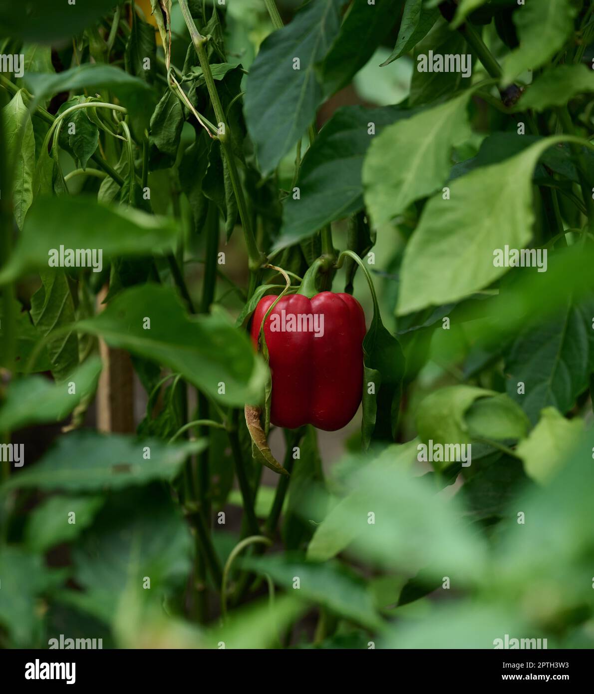 Fruit on the bush hi-res stock photography and images - Alamy
