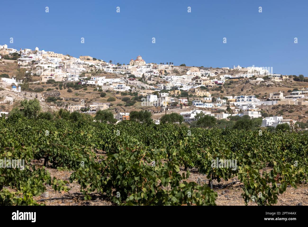 Assyrtiko - indigenous wine grape in wineyard on Santorini Island ...