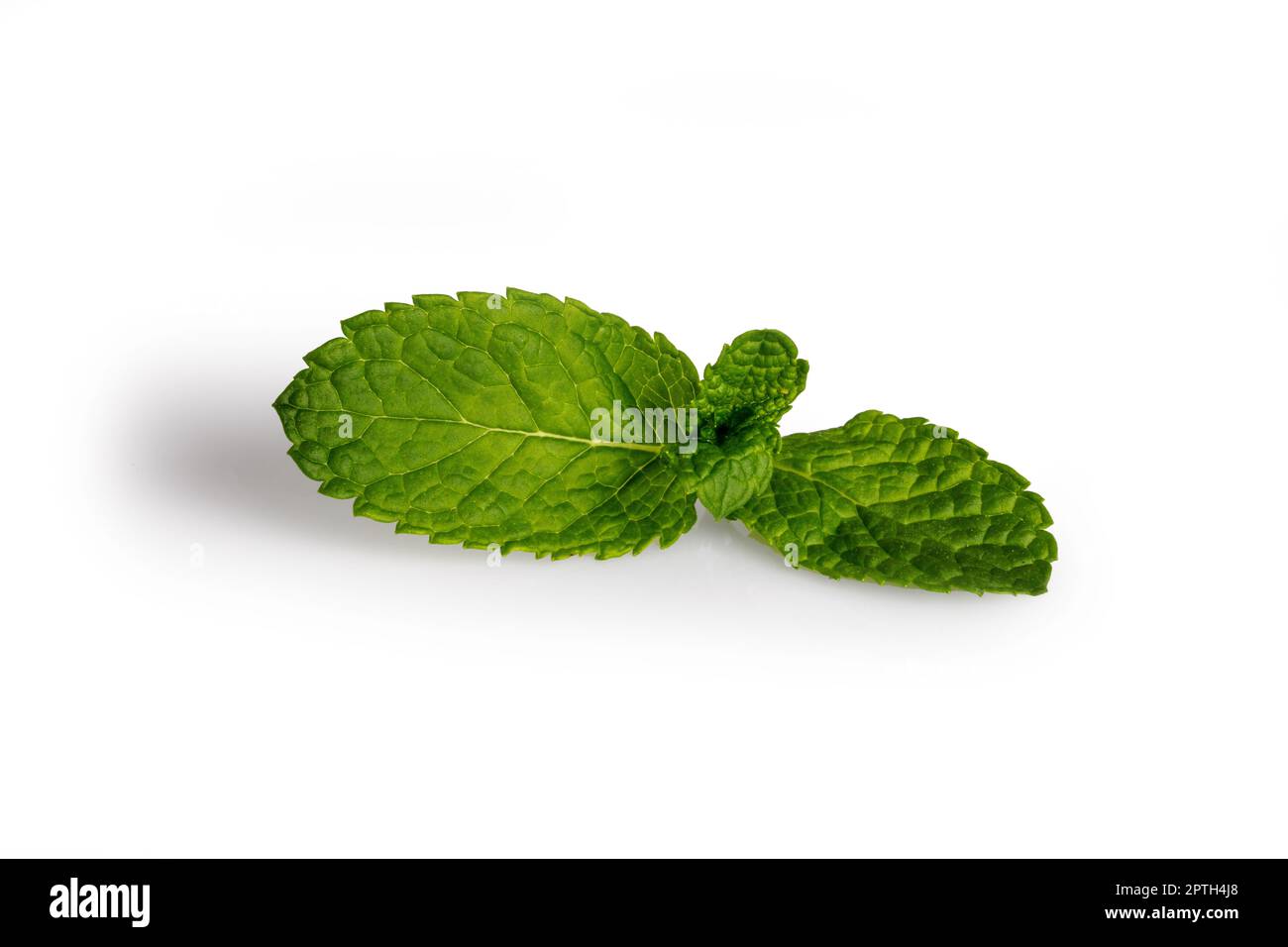 Fresh mint leaves isolated on white background Stock Photo - Alamy