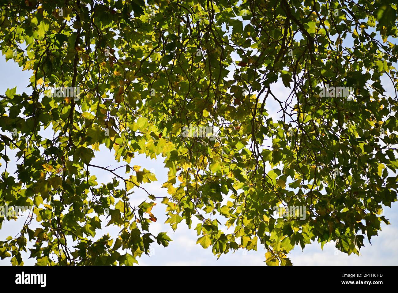 Branches with green leaves from above against a morning sky Stock Photo ...