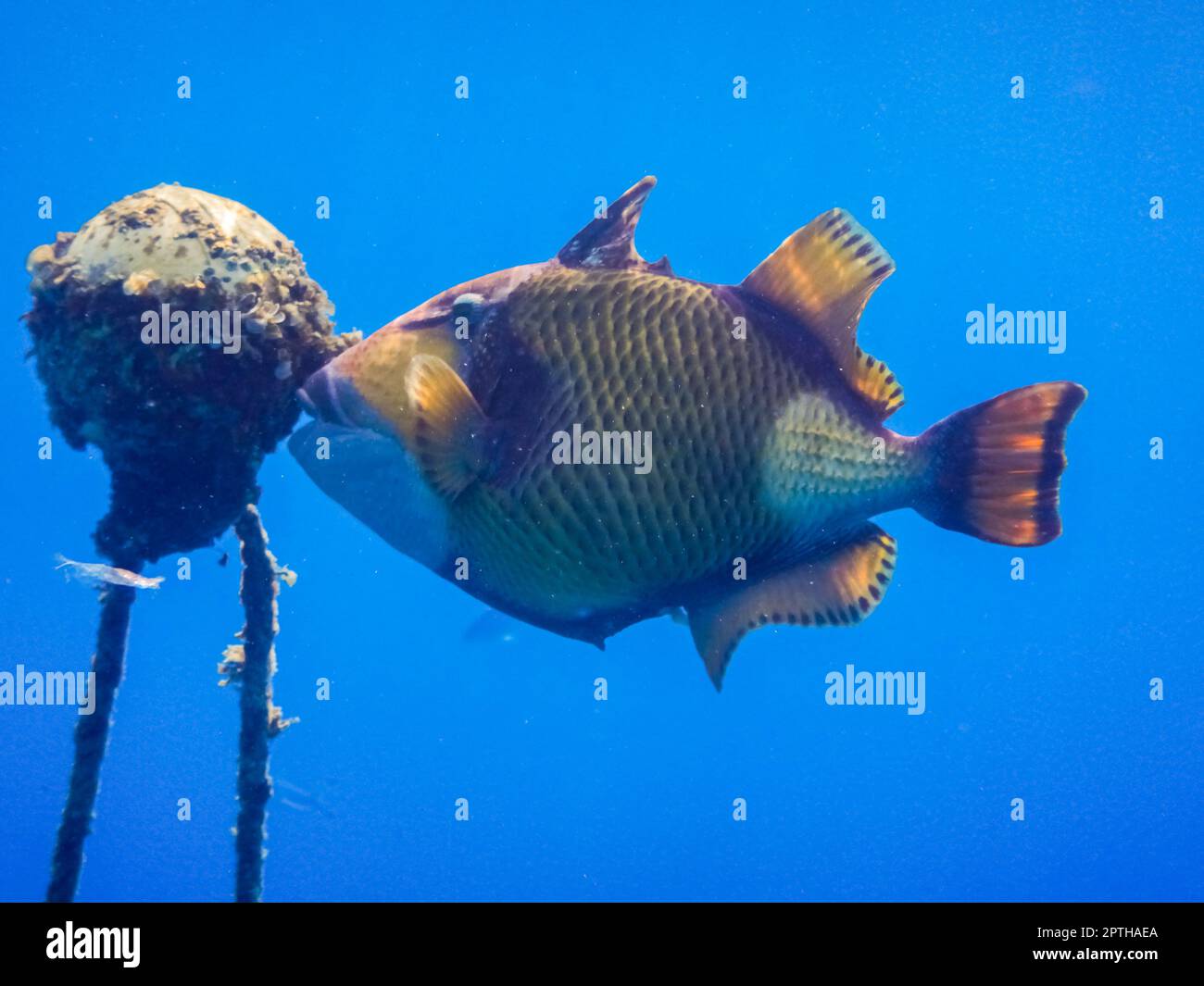 green triggerfish eats corals on a buoy in blue water from egypt Stock ...