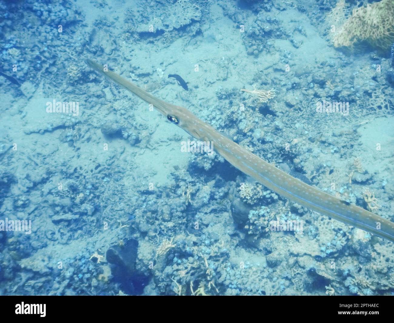 cornet fish swimming in the clear water from the red sea portrait view ...