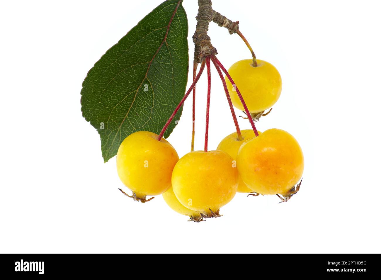 European crab apple or wild apple (Malus sylvestris) over a white ...