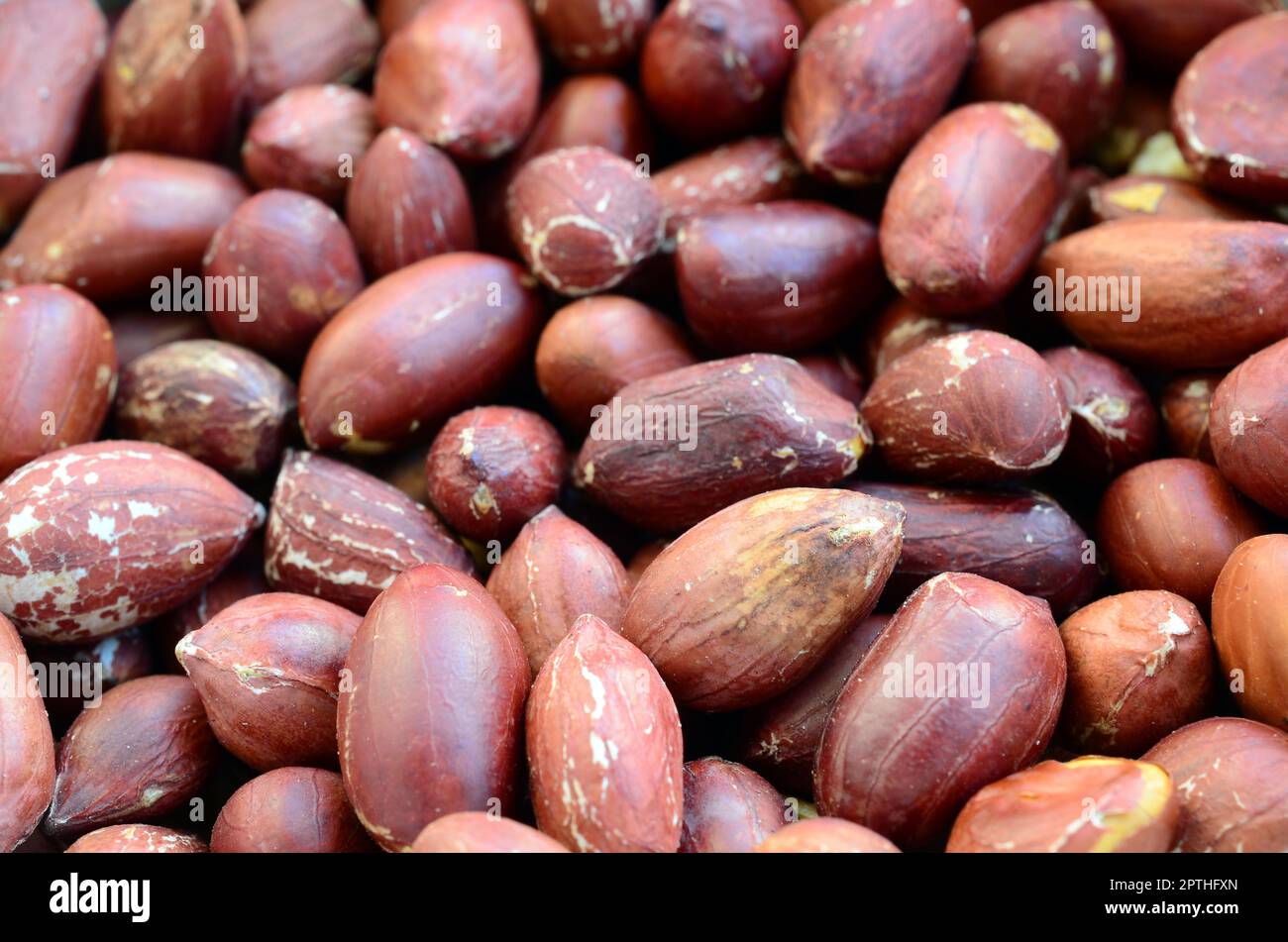 Peanut. A lot of small yellow nuts with brown peel. Background texture ...