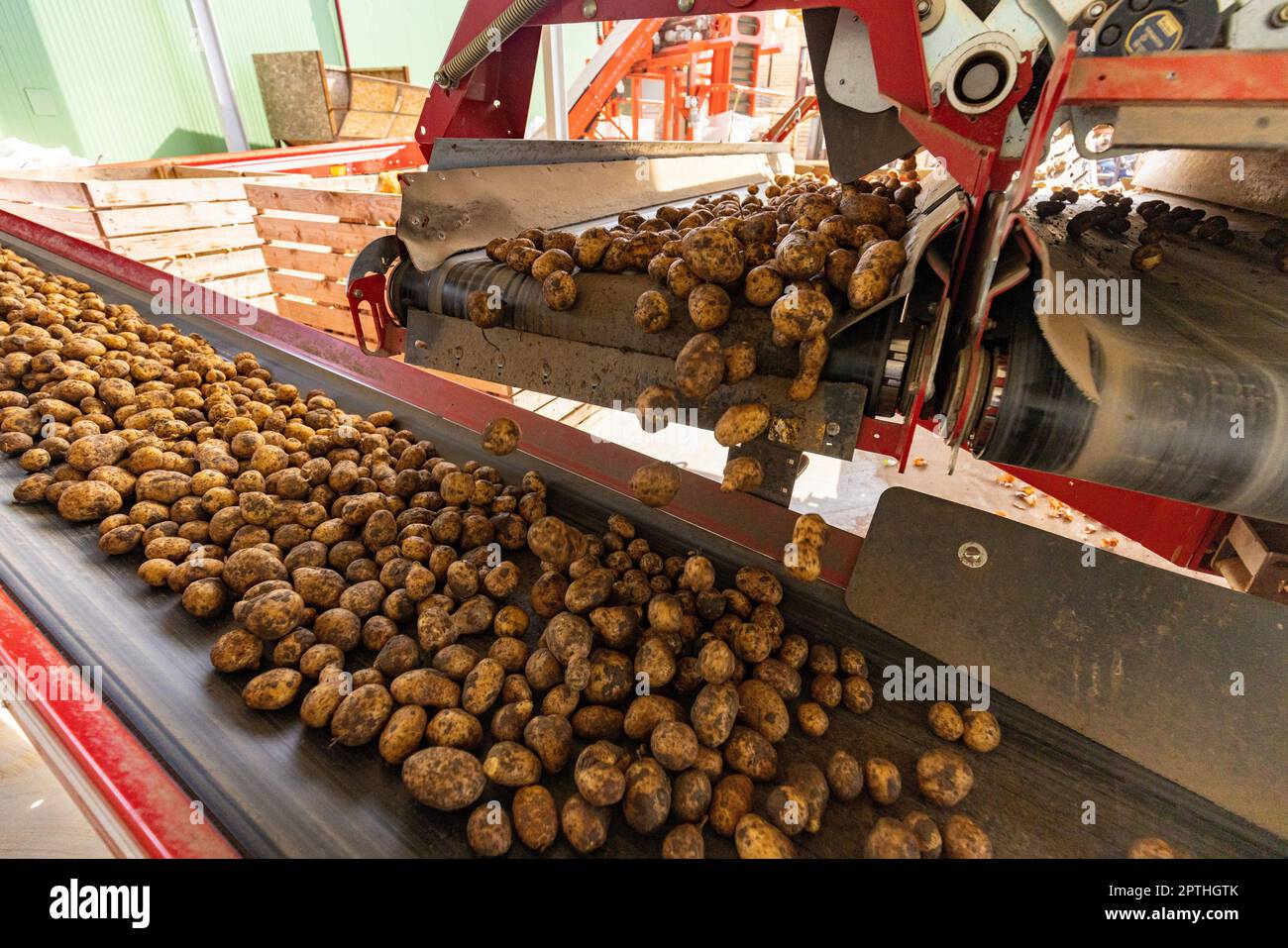 Potato sorting machine, processing and packing factory Stock Photo - Alamy