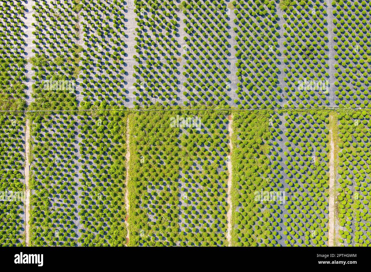 Flowers production and cultivation. Aerial view flower plantation Stock ...