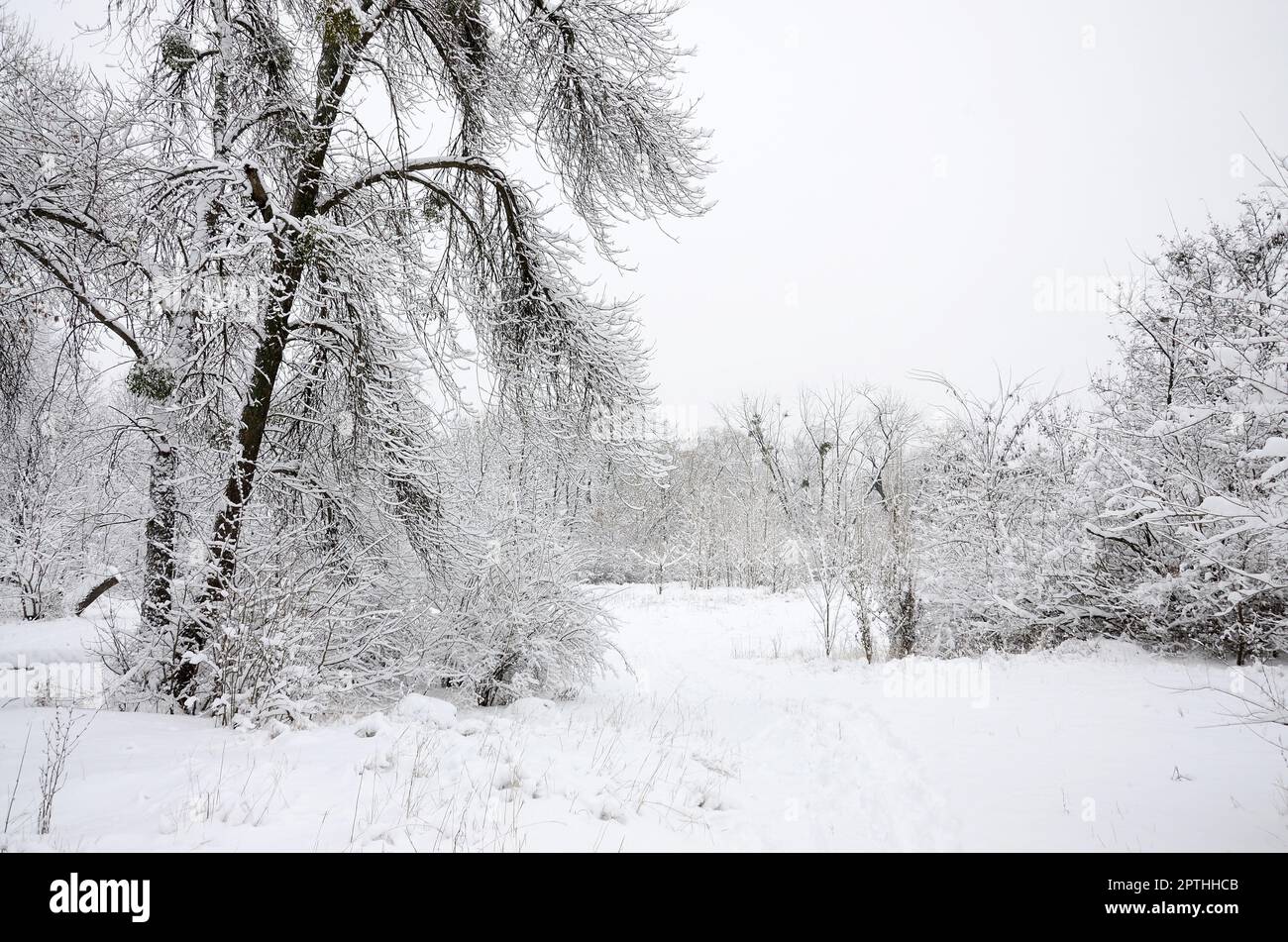 Winter landscape in a snow-covered park after a heavy wet snowfall. A ...