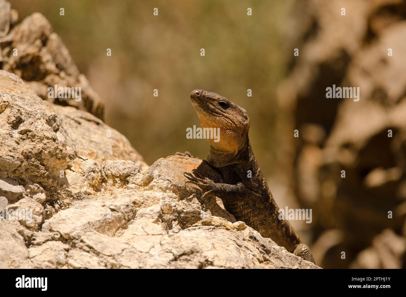 Gran Canaria giant lizard Gallotia stehlini. Adult male. Pajonales ...