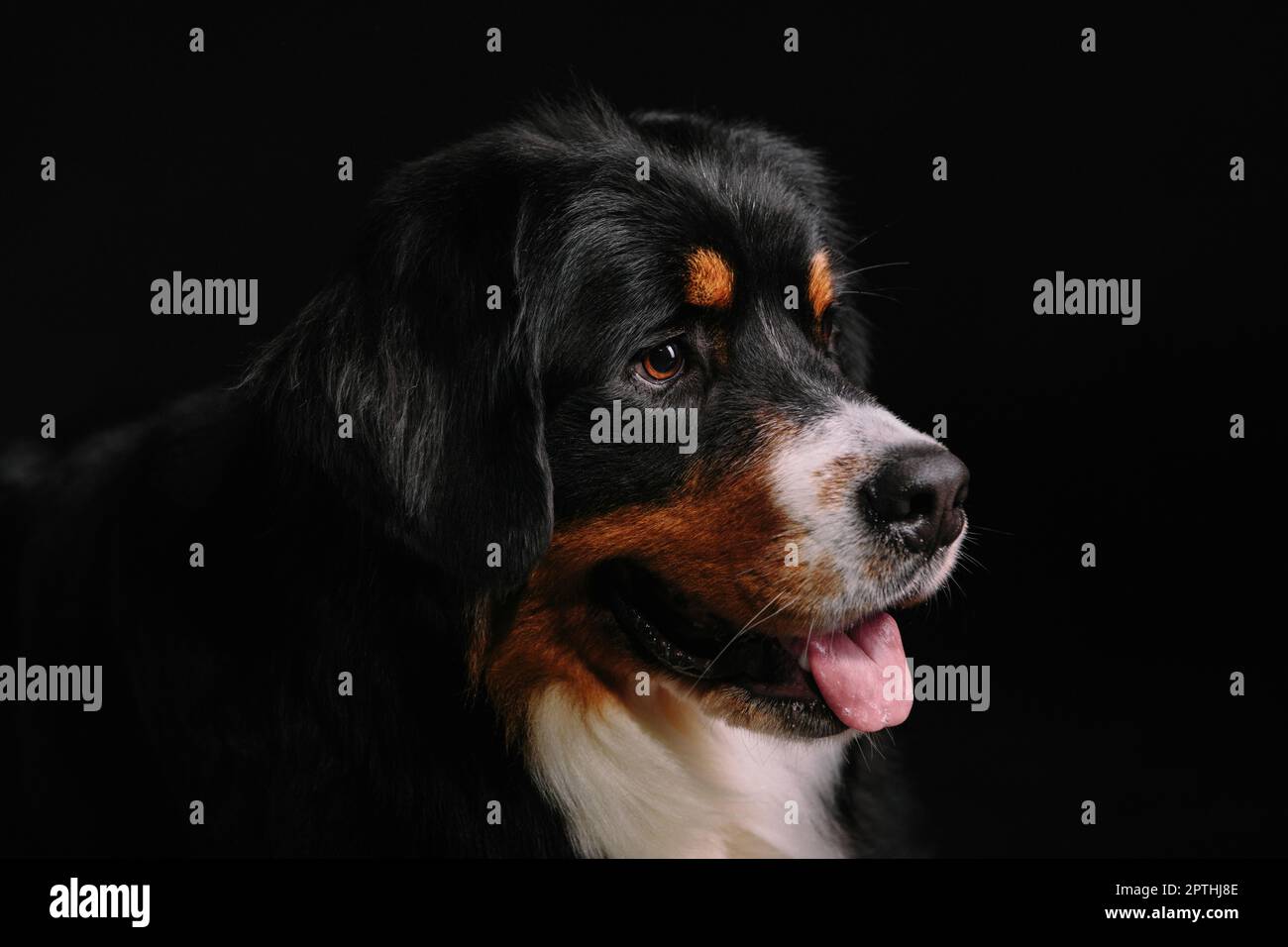 Close-up portrait of Bernese Mountain Dog against black background ...